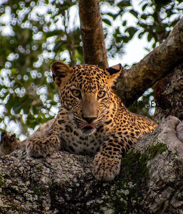 Explore Yala – Safari Glamping - Camp Leopard