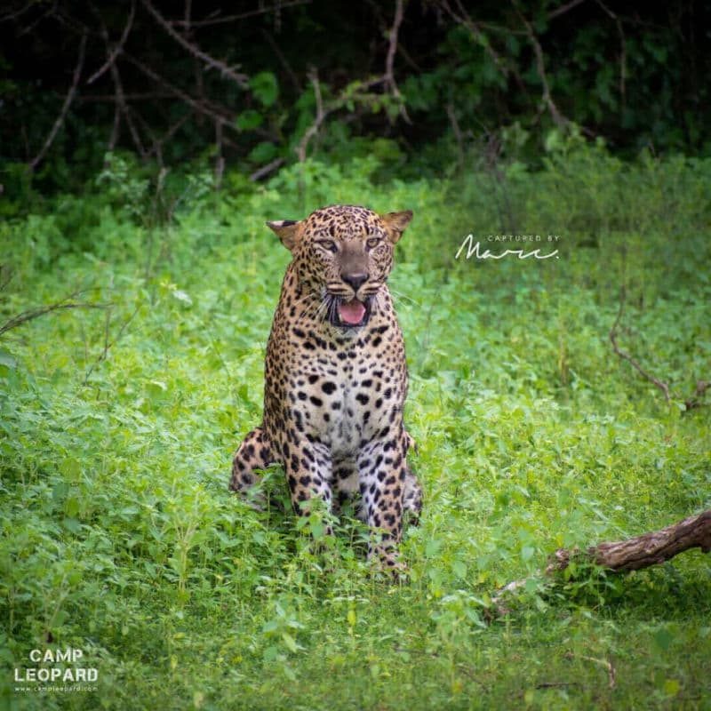 Home - Camp Leopard