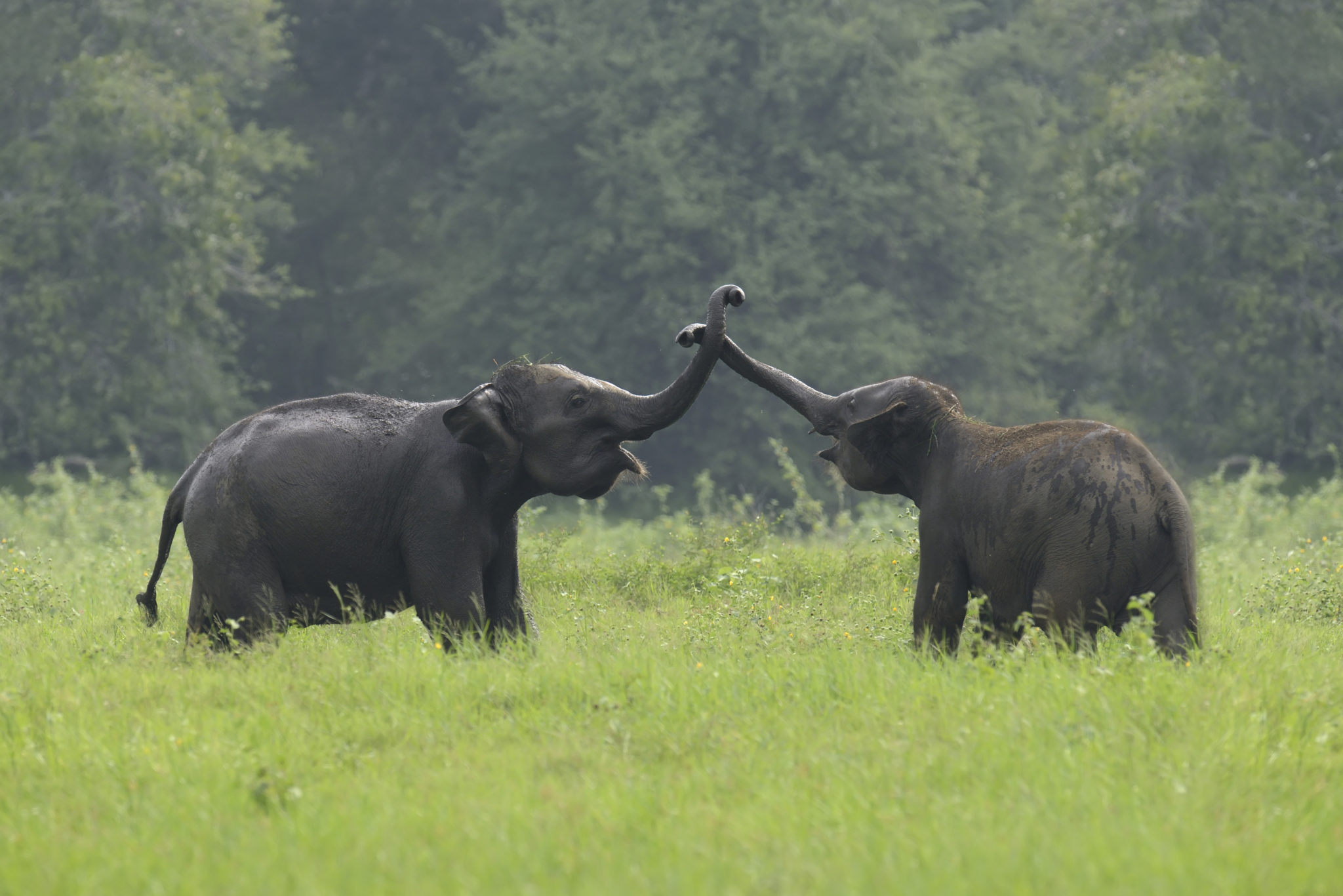 Best Times to Visit Yala - Camp Leopard